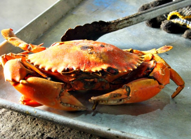 OLYMPUS DIGITAL CAMERA - PureGlutton