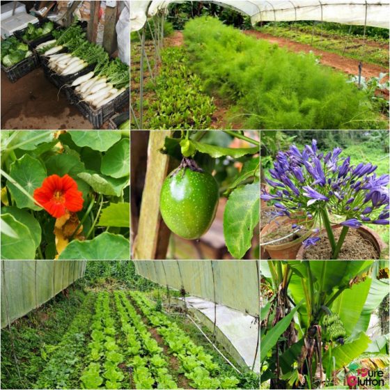 FARM-1 Collage - PureGlutton