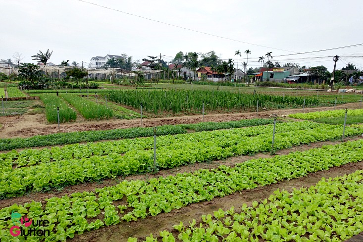 veg farm - PureGlutton