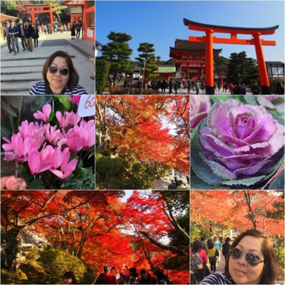 KYOTO Collage - PureGlutton